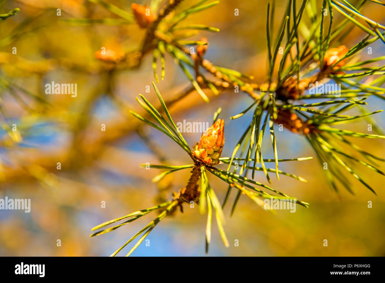 Scots pine pinus sylvestris l hi-res stock photography and images - Alamy