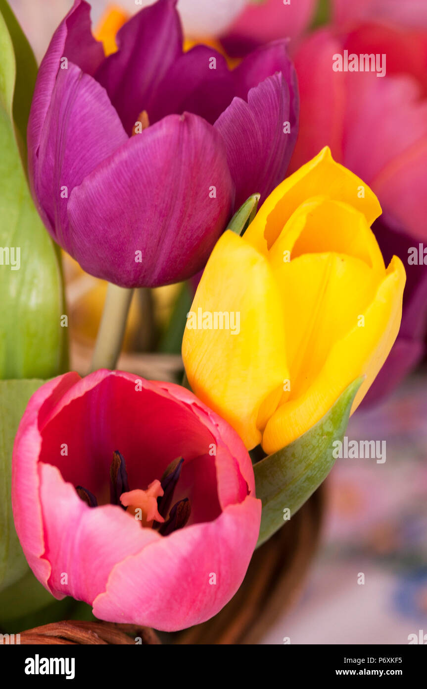 Close up of bright colourful Tulips Stock Photo - Alamy