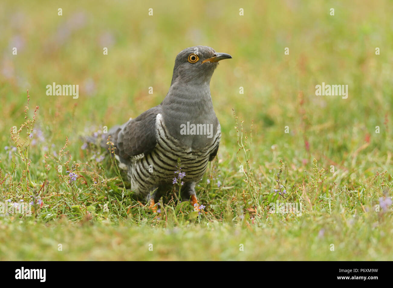 Moor moorland bird british cuckoo hi-res stock photography and images ...