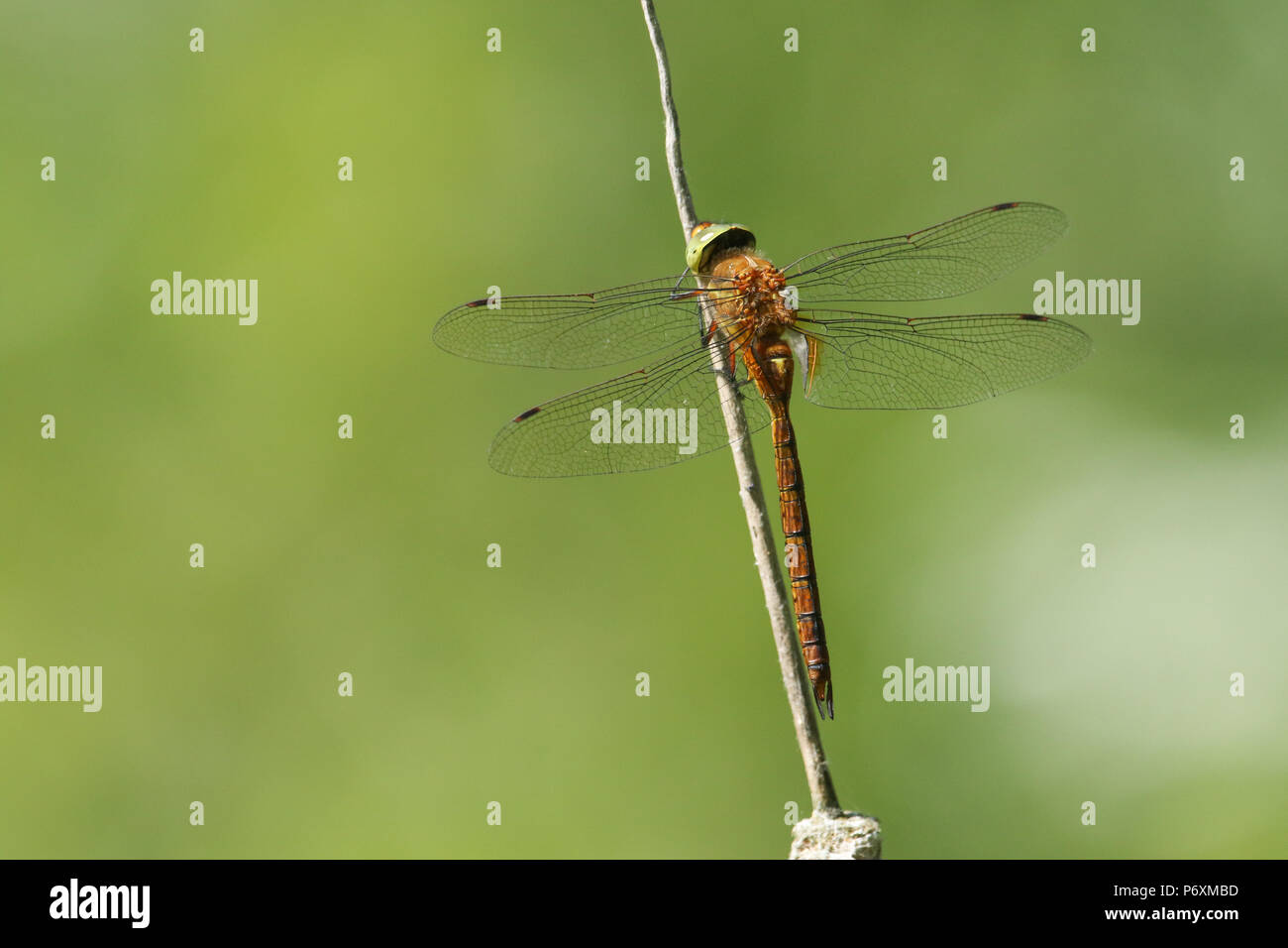 A beautiful Norfolk Hawker Dragonfly (Anaciaeschna isoceles) perching ...
