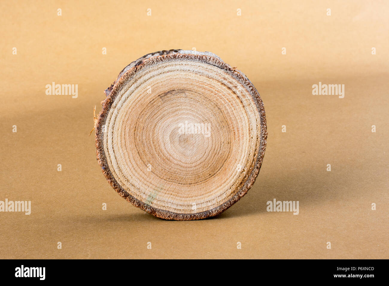 small piece of cut wood log used for wood texture background Stock ...