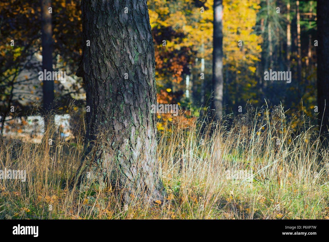 Tree in tall grass with yellow leaves against the background of autumn ...