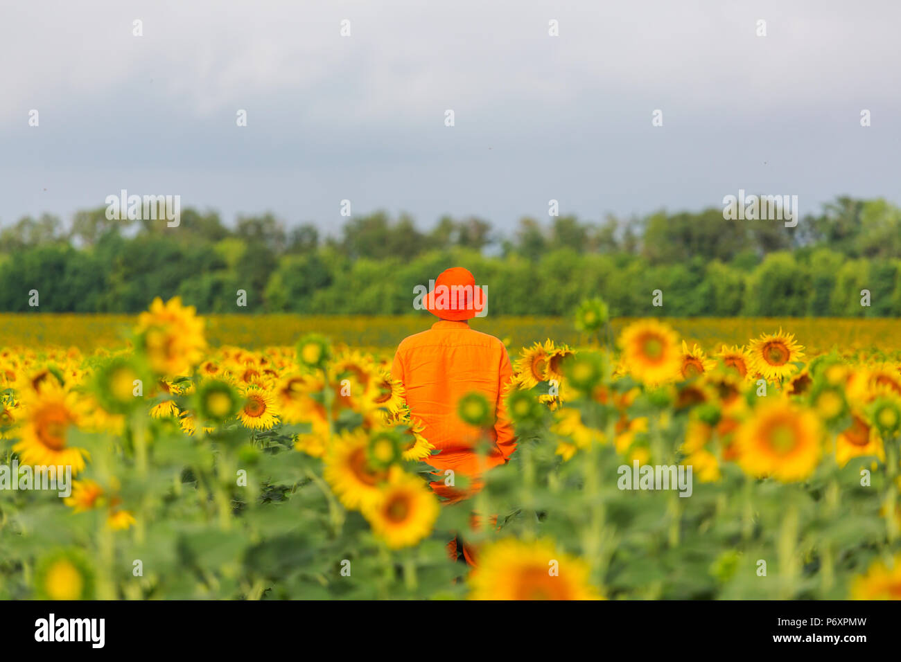 Sunner flowers hi-res stock photography and images - Alamy