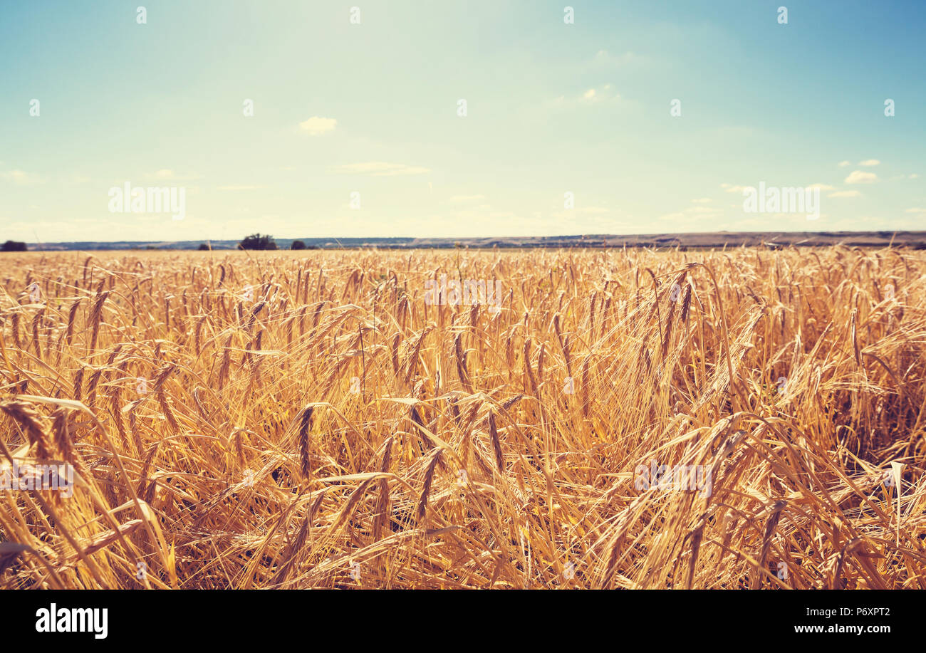 Wheat field, close up shot Stock Photo - Alamy
