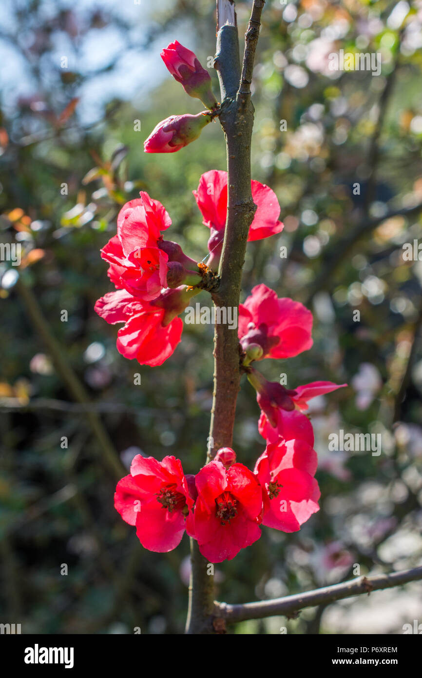 Tree bloom blossom beautiful flowers in spring season Stock Photo - Alamy