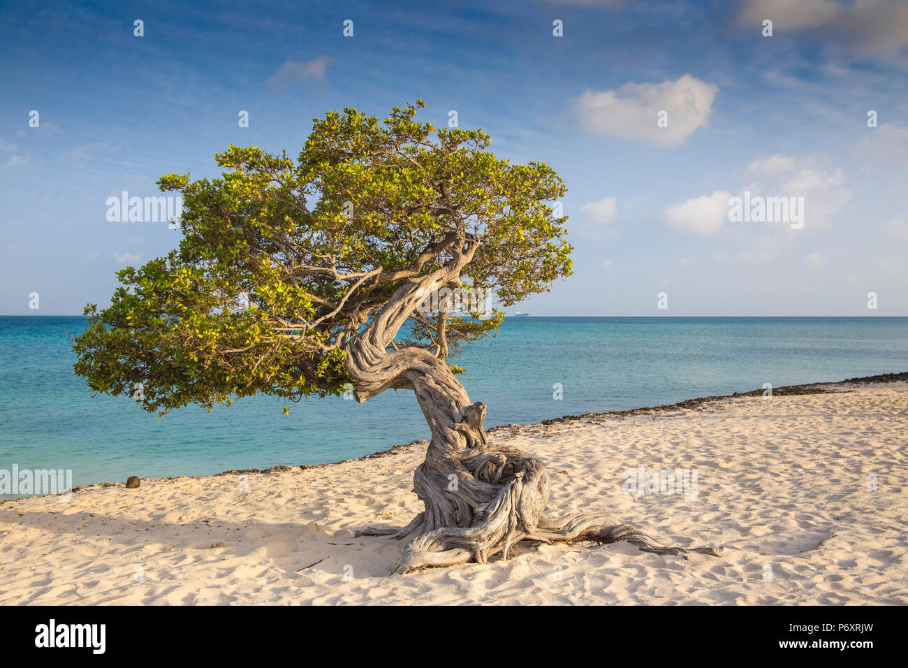 Caribbean, Netherland Antilles, Aruba, Divi Divi Tree on Eagle Beach ...