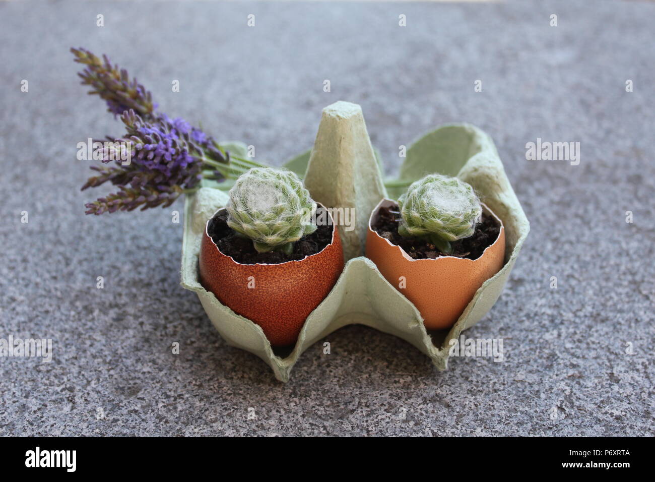 Egg shell flower hi-res stock photography and images - Alamy