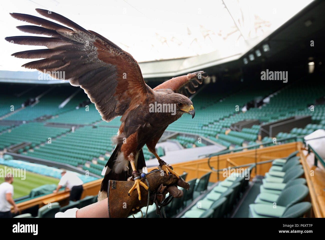 Rufus the Harris hawk, who is used to keep keep pigeons away from the ...