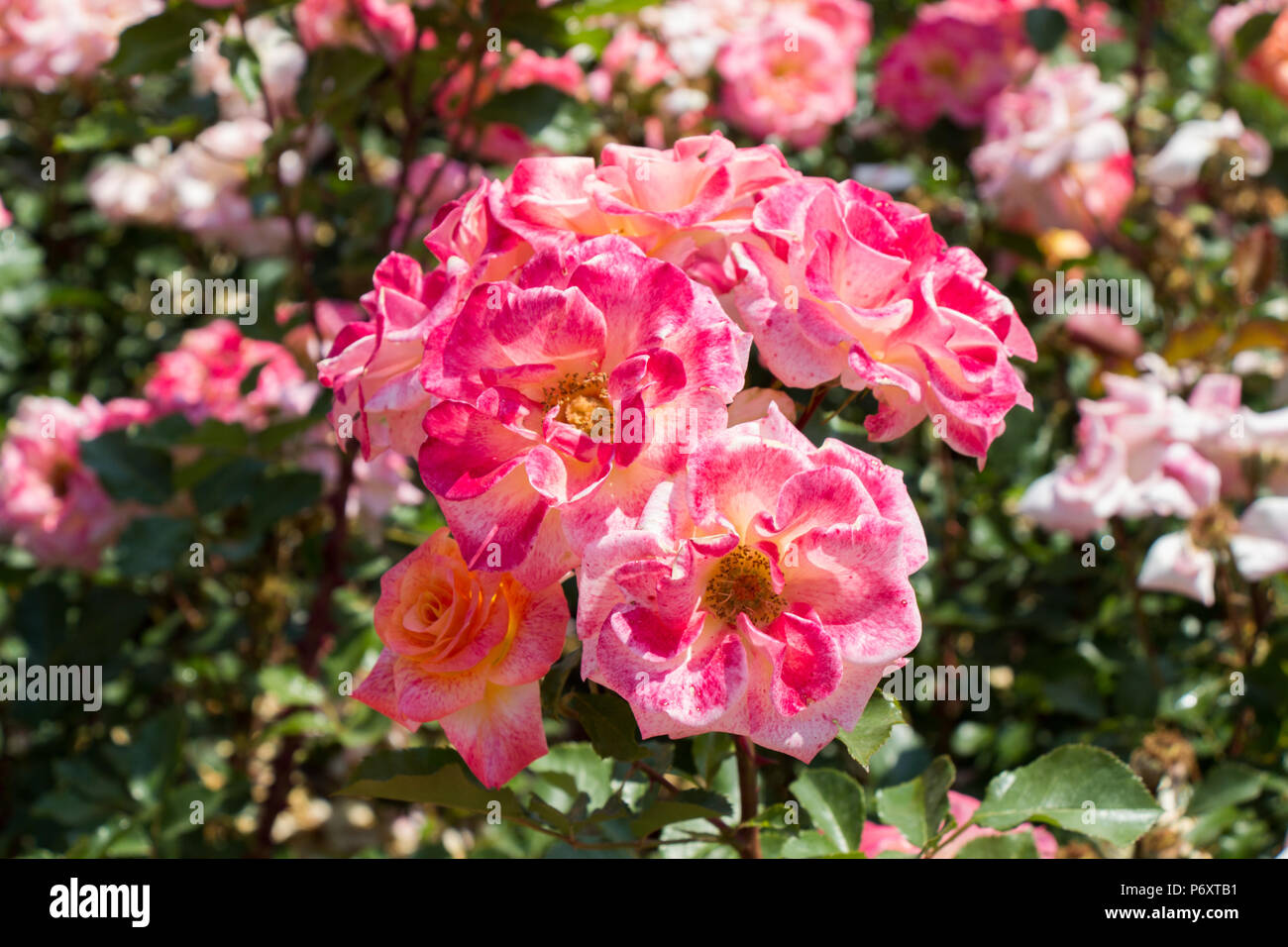 Blooming beautiful bunch of roses in spring garden Stock Photo - Alamy