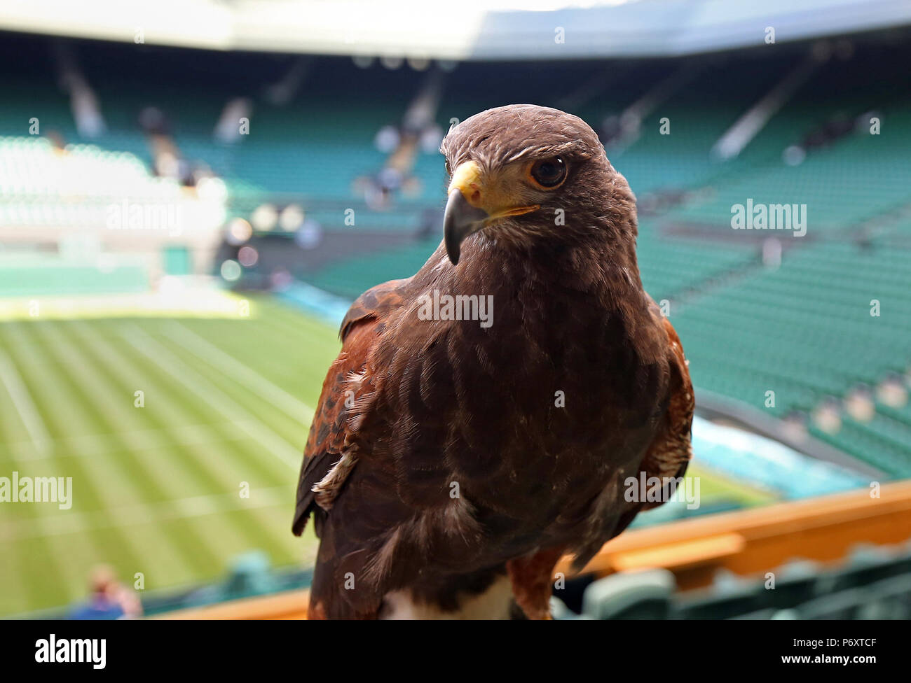 Rufus the Harris hawk, who is used to keep keep pigeons away from the ...