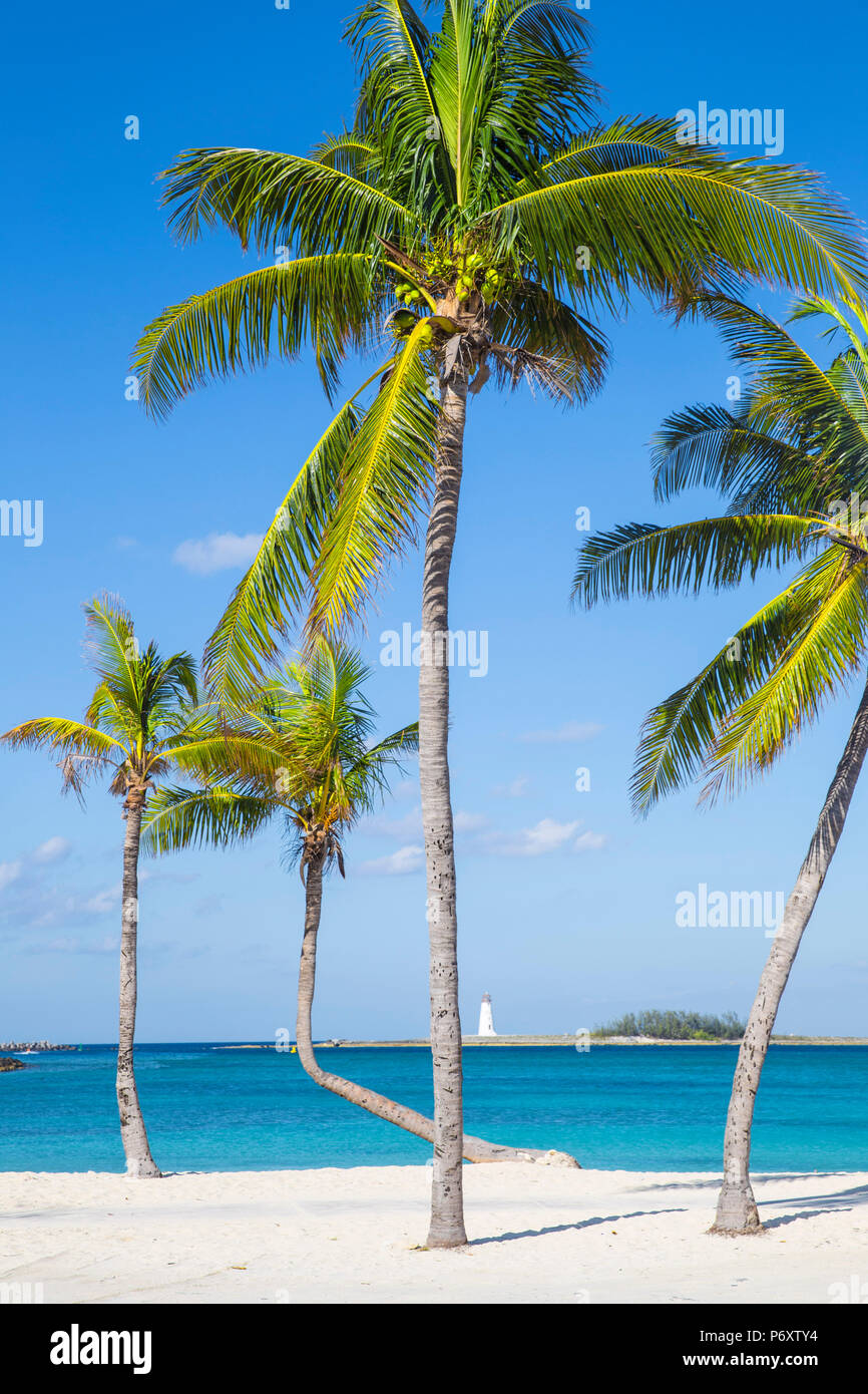 Caribbean, Bahamas, Providence Island, Nassau, Palm trees on white sand ...