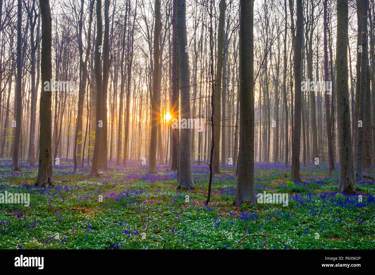 Belgium, Vlaanderen (Flanders), Halle. Bluebell flowers (Hyacinthoides ...