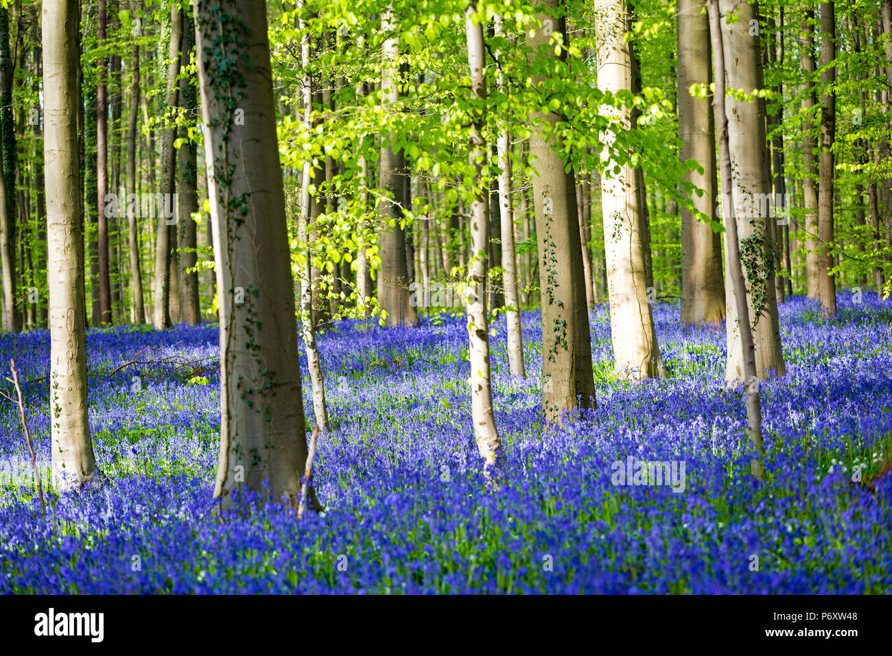 Hallerbos, beech forest in Belgium full of blue bells flowers Stock ...