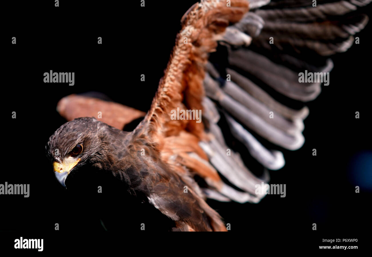 Rufus the Hawk is a Harris's Hawk used by the All England Lawn Tennis ...