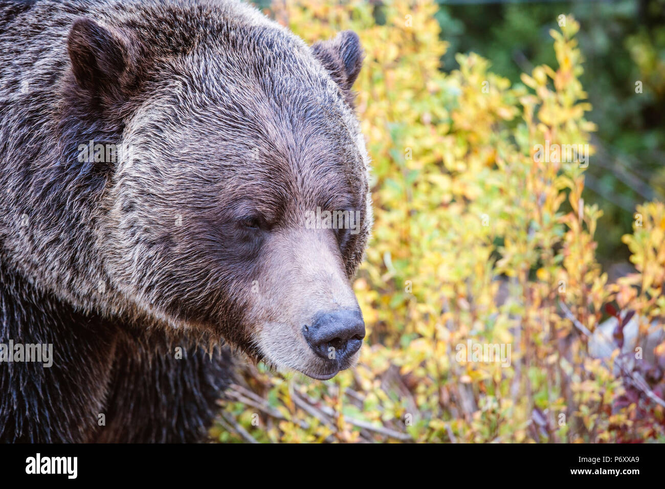Grizzly Bear, Banff National Park, Alberta, Canada Stock Photo - Alamy