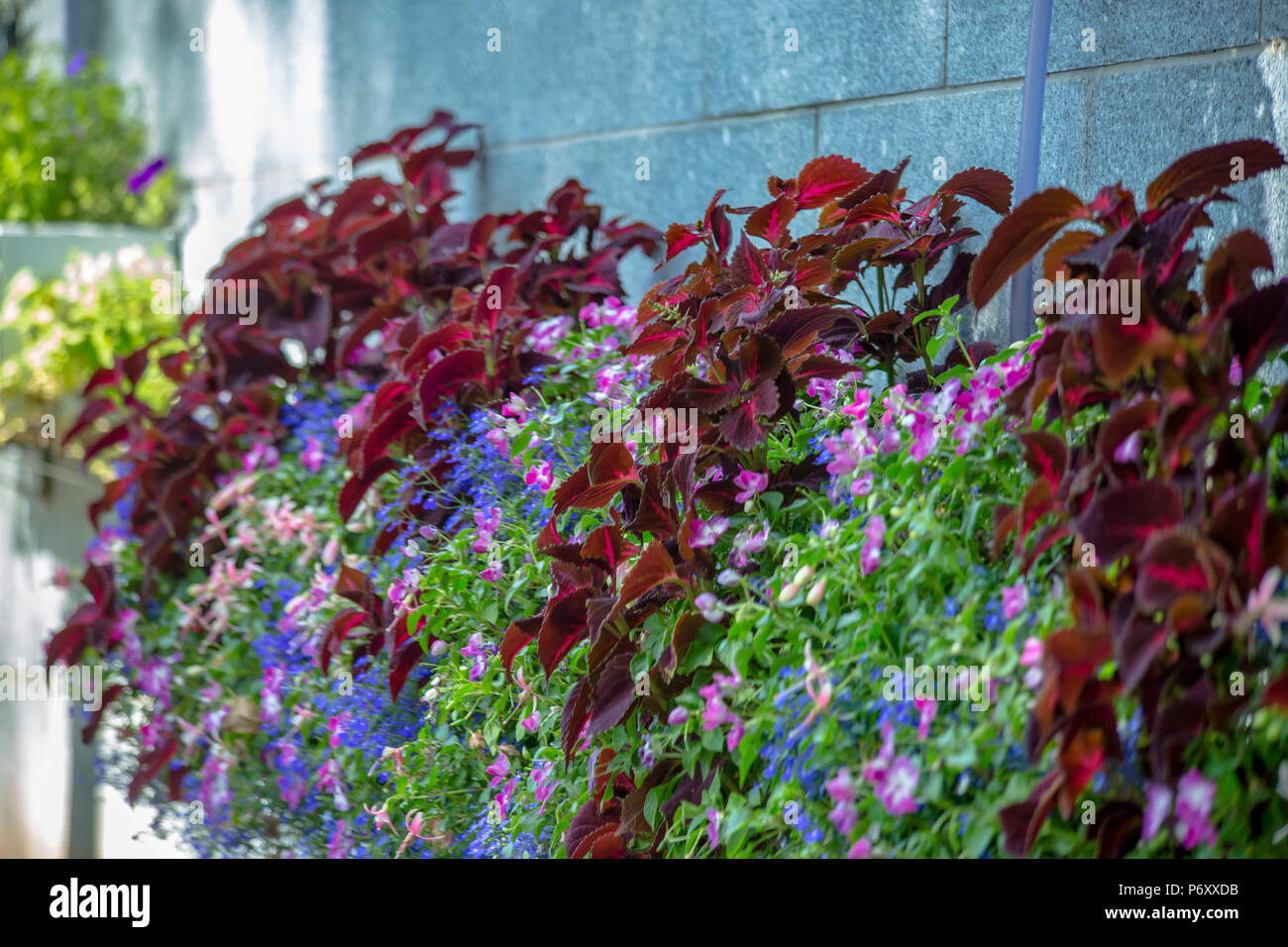 Flowers at the Mormon Temple Stock Photo - Alamy