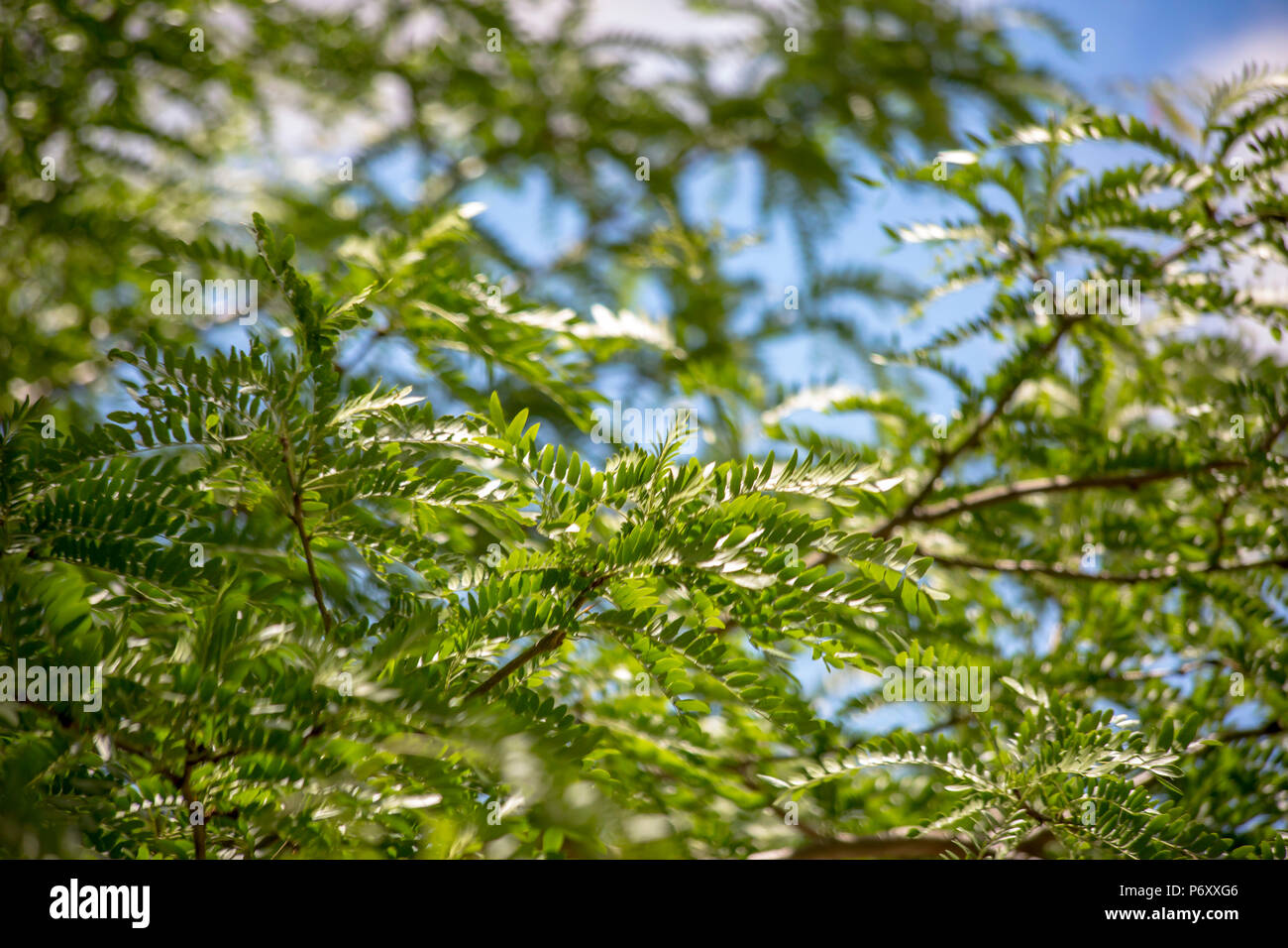 Focused tree leaves shown on a sunny day Stock Photo - Alamy