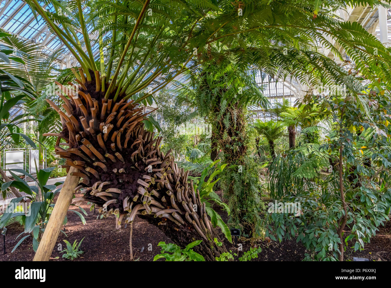 A soft tree fern or Dicksonia antarctica at the Temperate House at The ...
