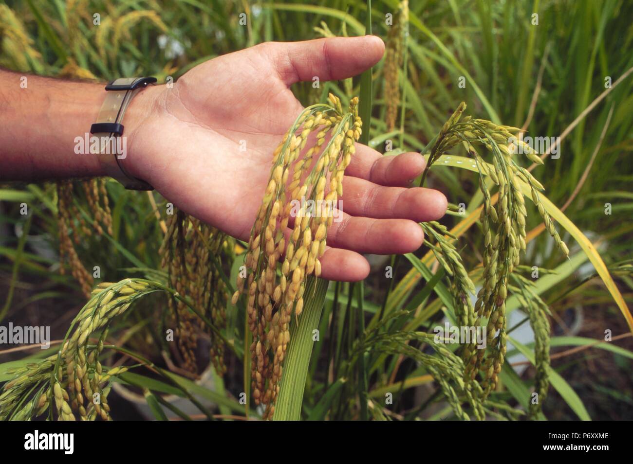 Rice Paddy Italy High Resolution Stock Photography and Images - Alamy