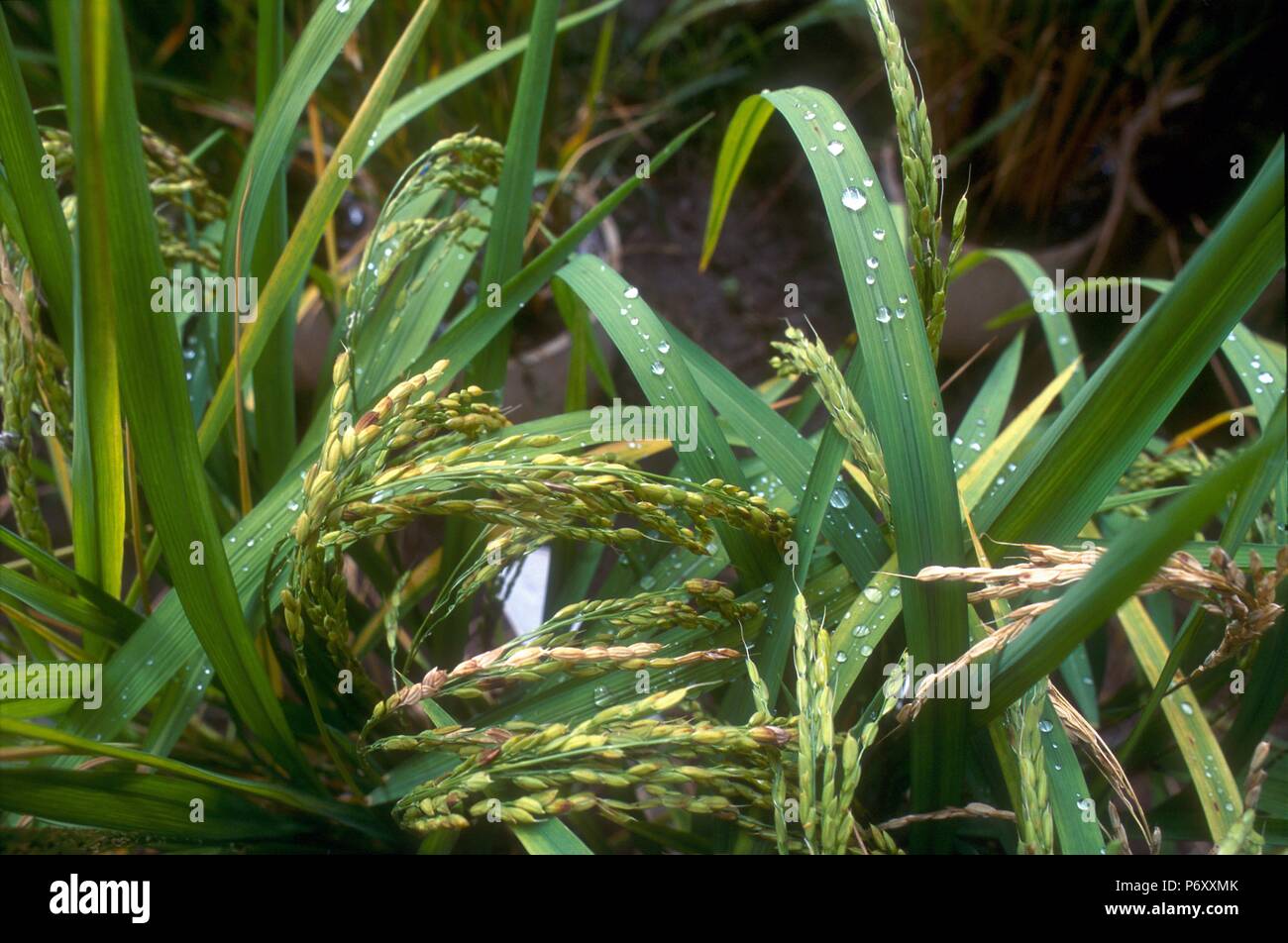 cultivation of the rice in province of Novara (Piedmont, Italy Stock ...