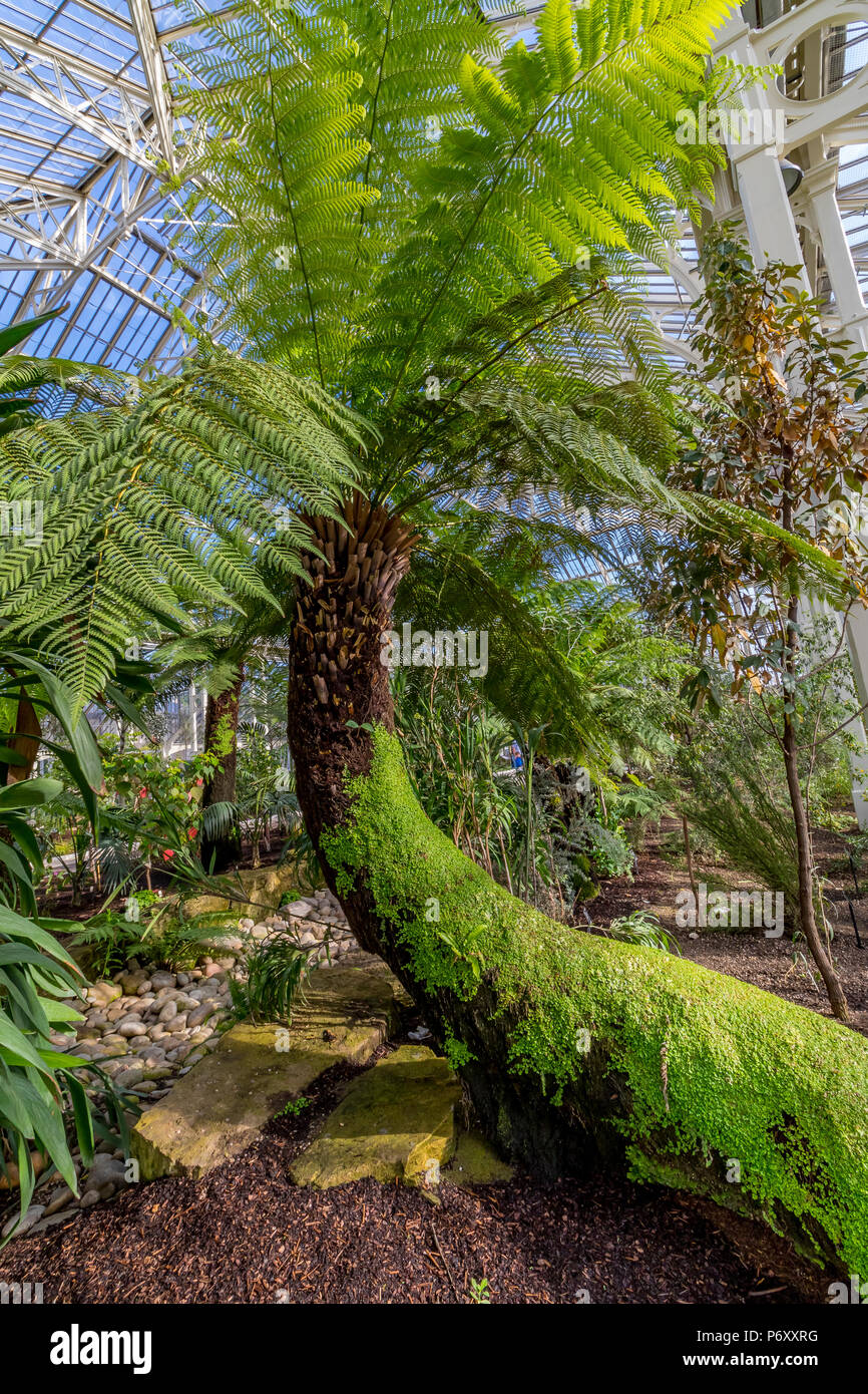 Dicksoniaceae Stock Photos & Dicksoniaceae Stock Images - Alamy