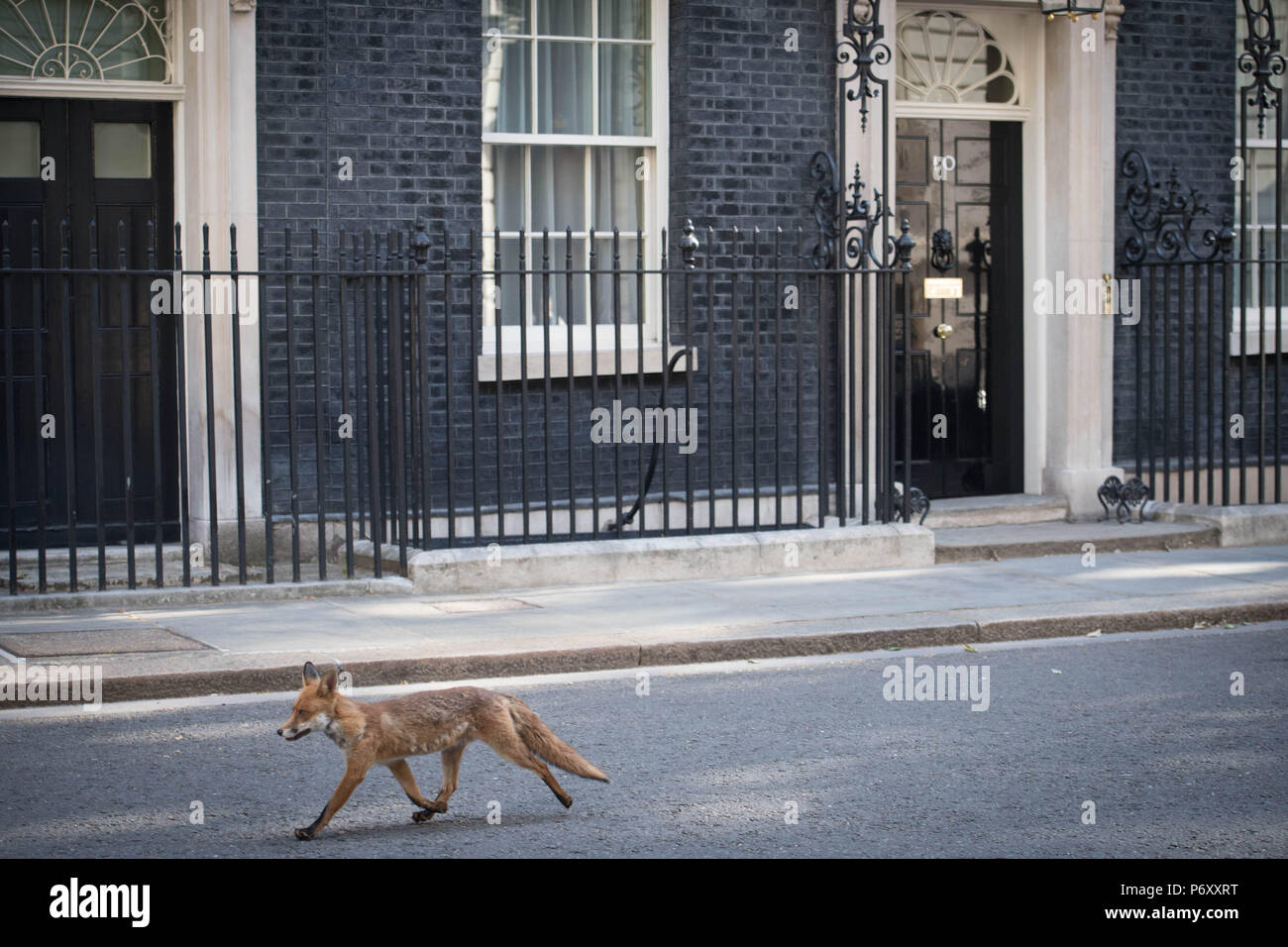 Street fox uk hi-res stock photography and images - Alamy