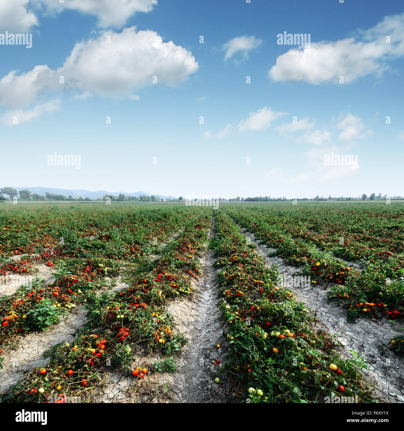 Tomato field hi-res stock photography and images - Alamy