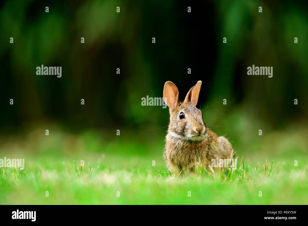 Rabbit ears veins hi-res stock photography and images - Alamy