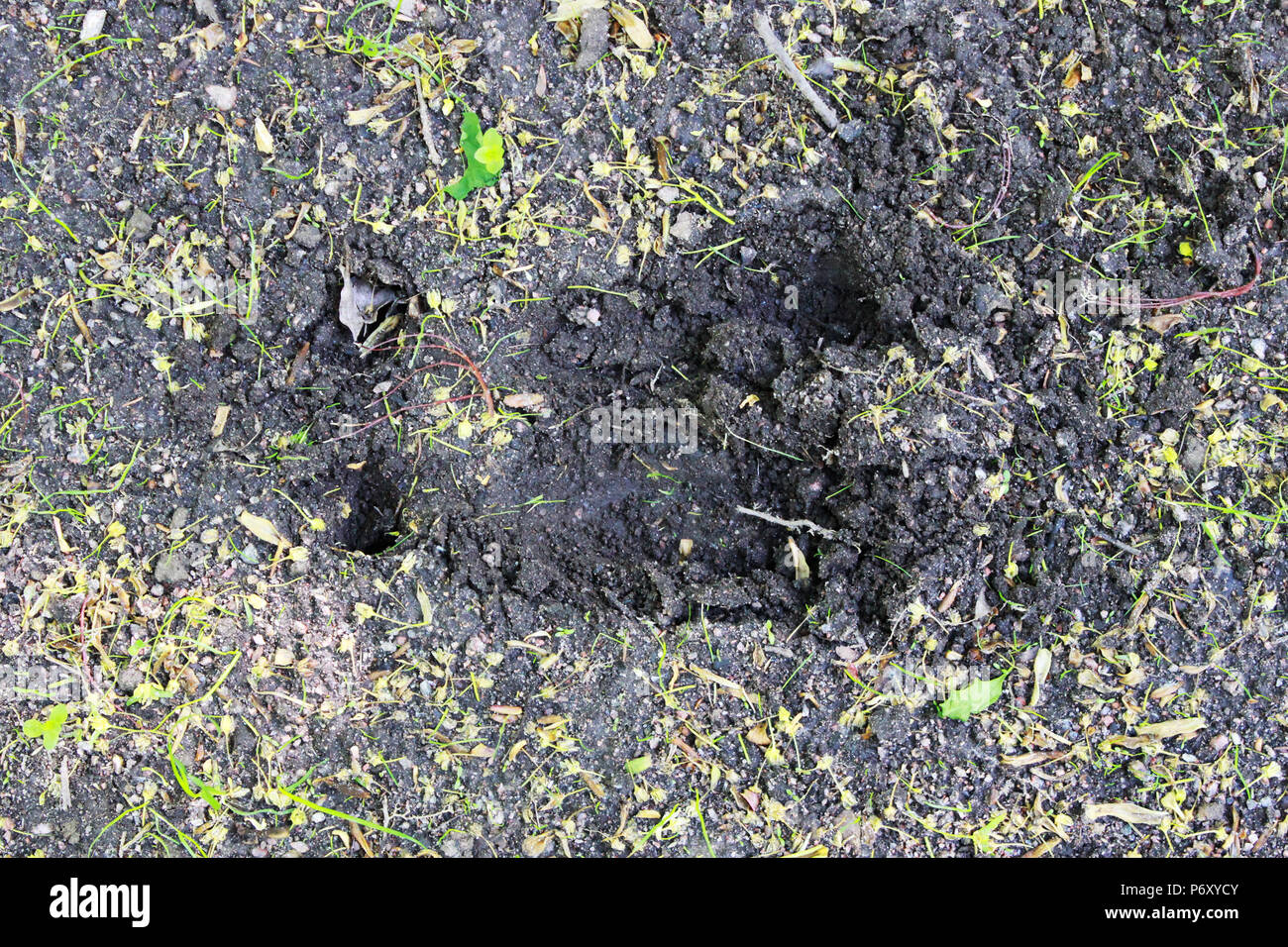 Moose footprint hi-res stock photography and images - Alamy