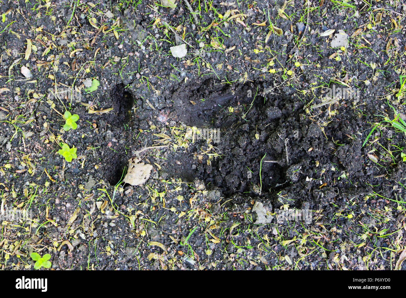 Moose footprint hi-res stock photography and images - Alamy