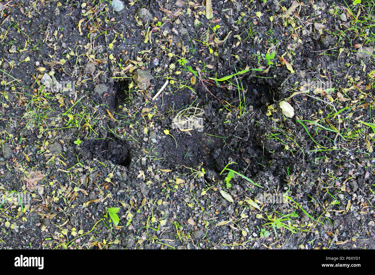 Elk hoof prints hi-res stock photography and images - Alamy