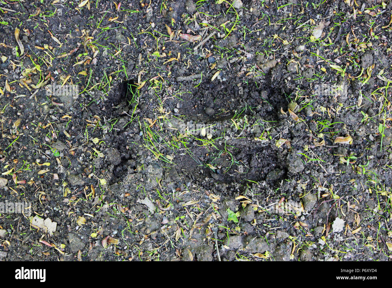 Elk hoof prints hi-res stock photography and images - Alamy