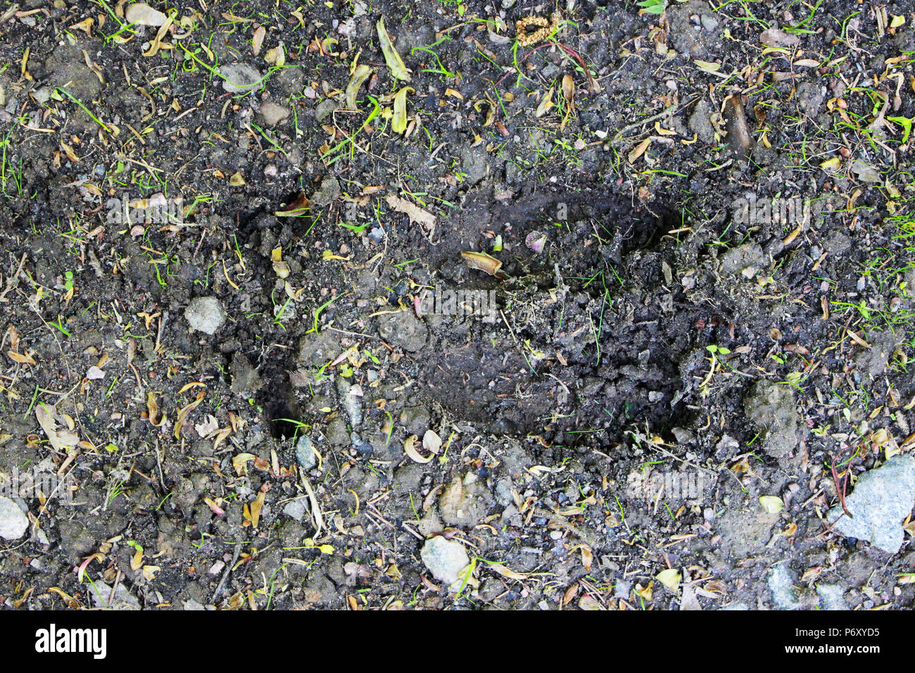 Elk hoof prints hi-res stock photography and images - Alamy