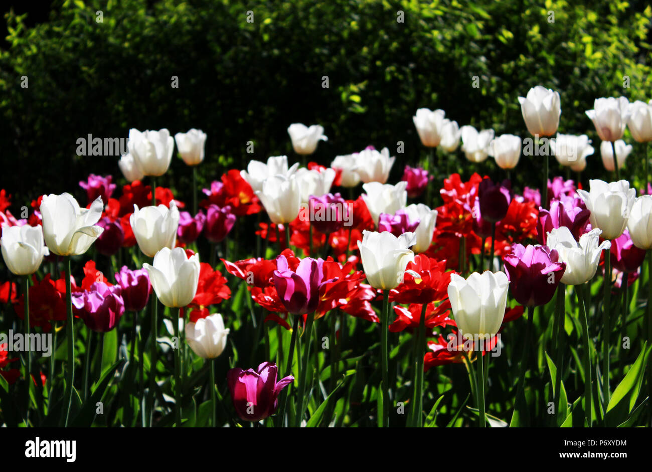 Red, violet and white tulips grow on a flower bed in a Gatchina park ...