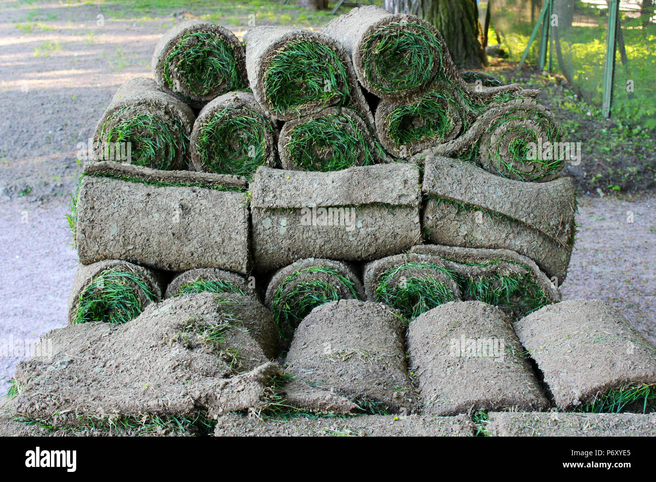 stacks of sod rolls for new lawn in the Gatchina park Stock Photo - Alamy
