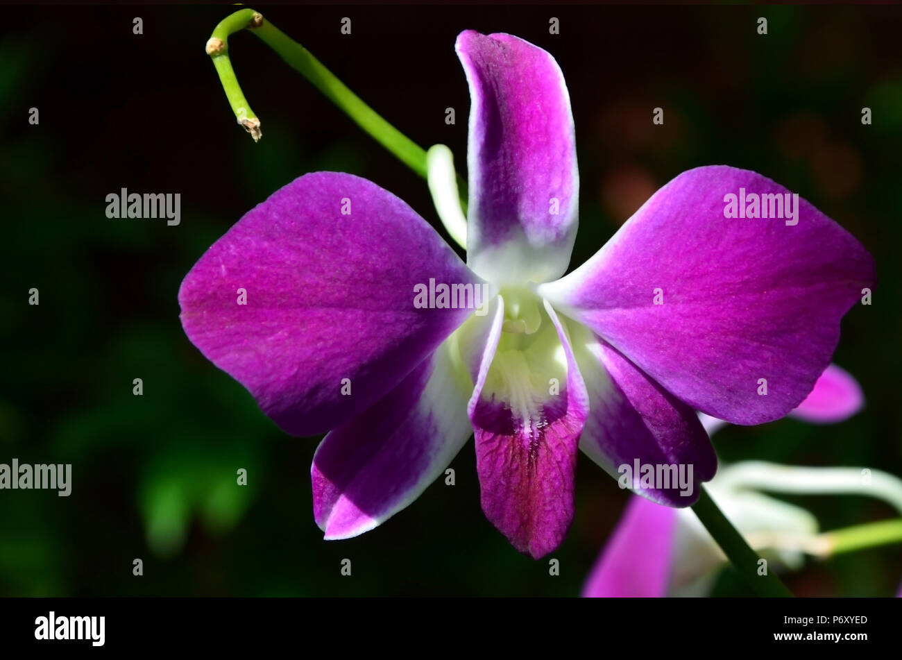 Phalaenopsis multiflora hi-res stock photography and images - Alamy