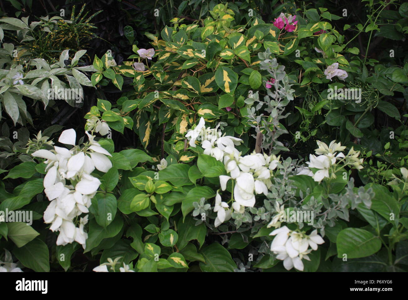 Golap hi-res stock photography and images - Alamy