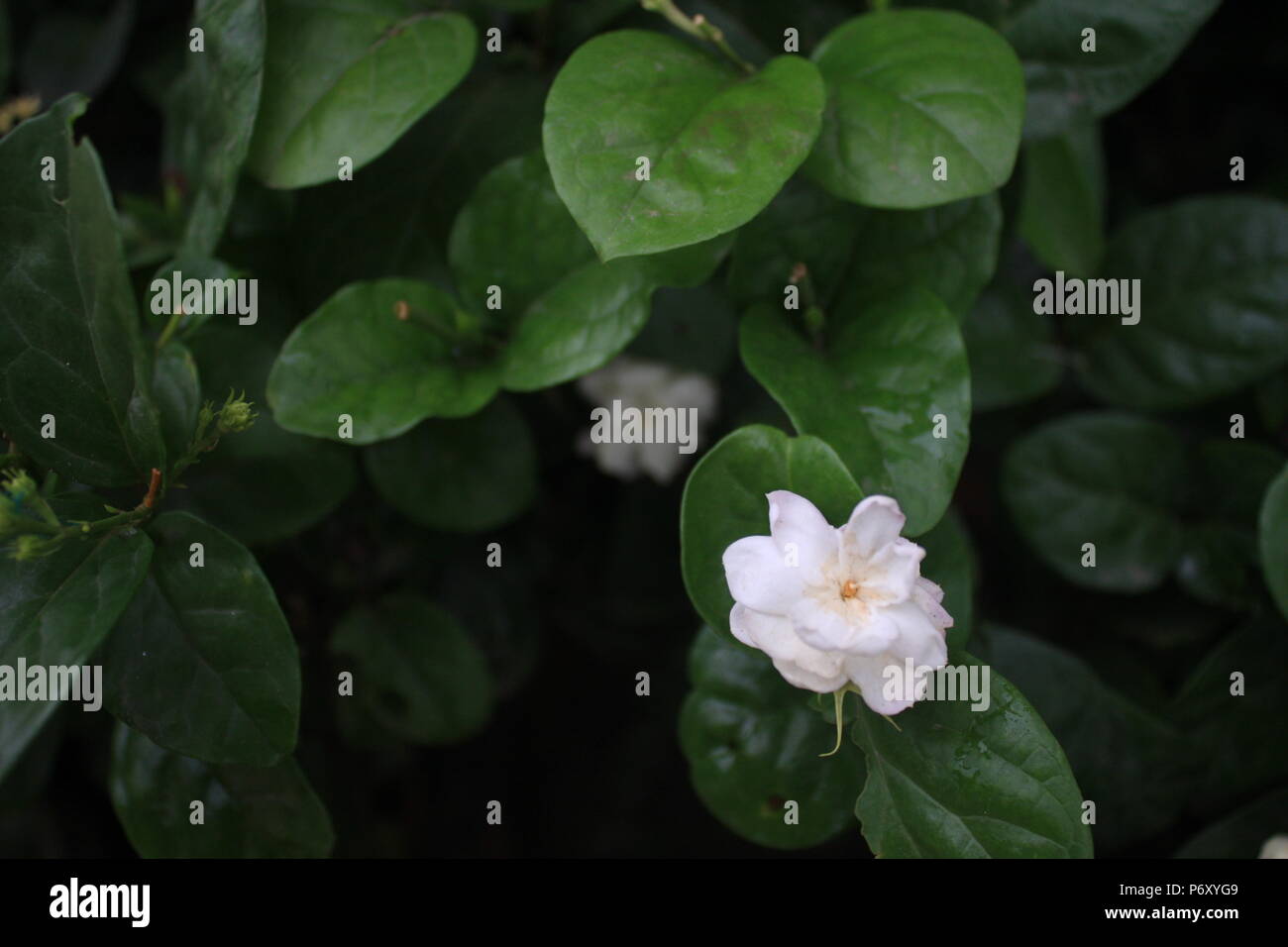 Rose and jasmine hi-res stock photography and images - Alamy