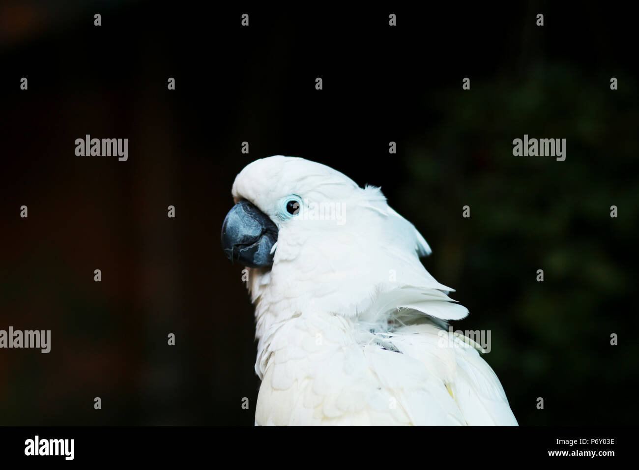 Parrot isolated side view hi-res stock photography and images - Alamy