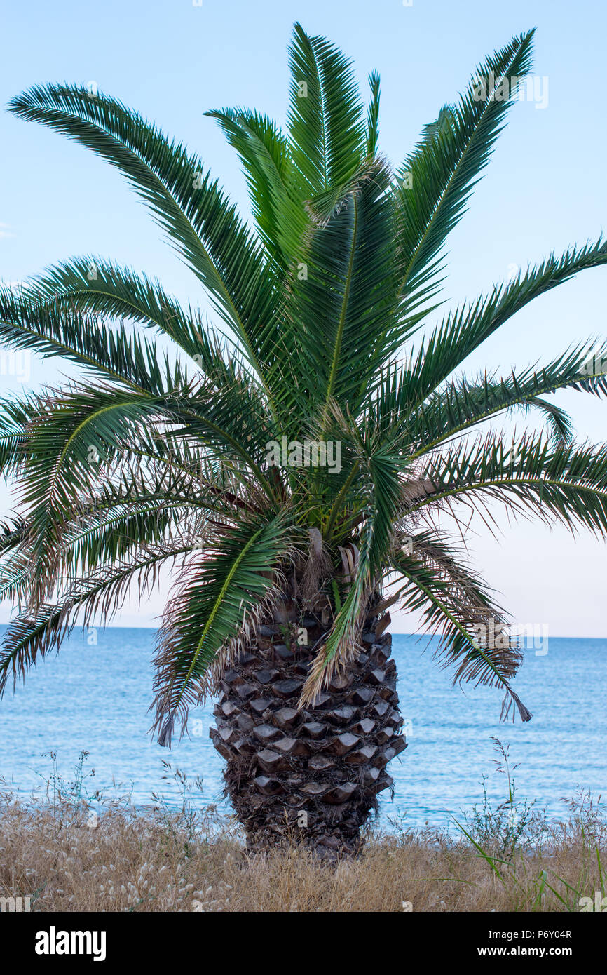 Short Palm Tree at the Beach Stock Photo - Alamy