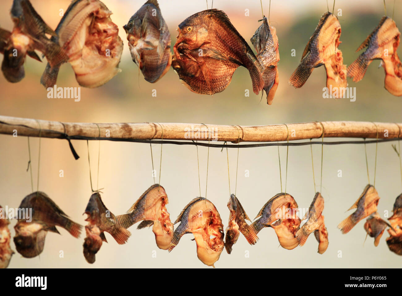 Golden dried fishes at sunset Stock Photo - Alamy