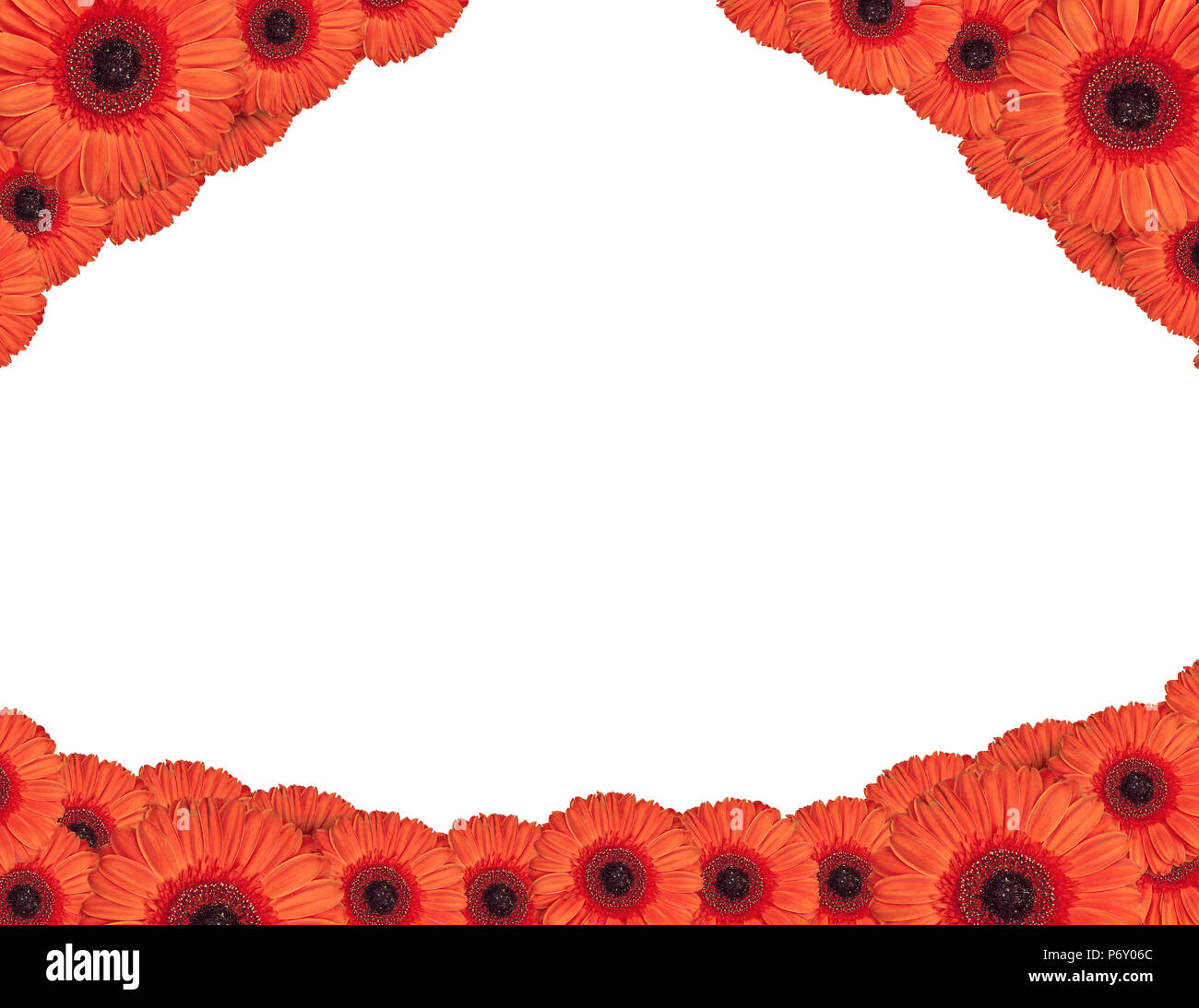 Red gerbera flowers create a frame on white background Stock Photo - Alamy