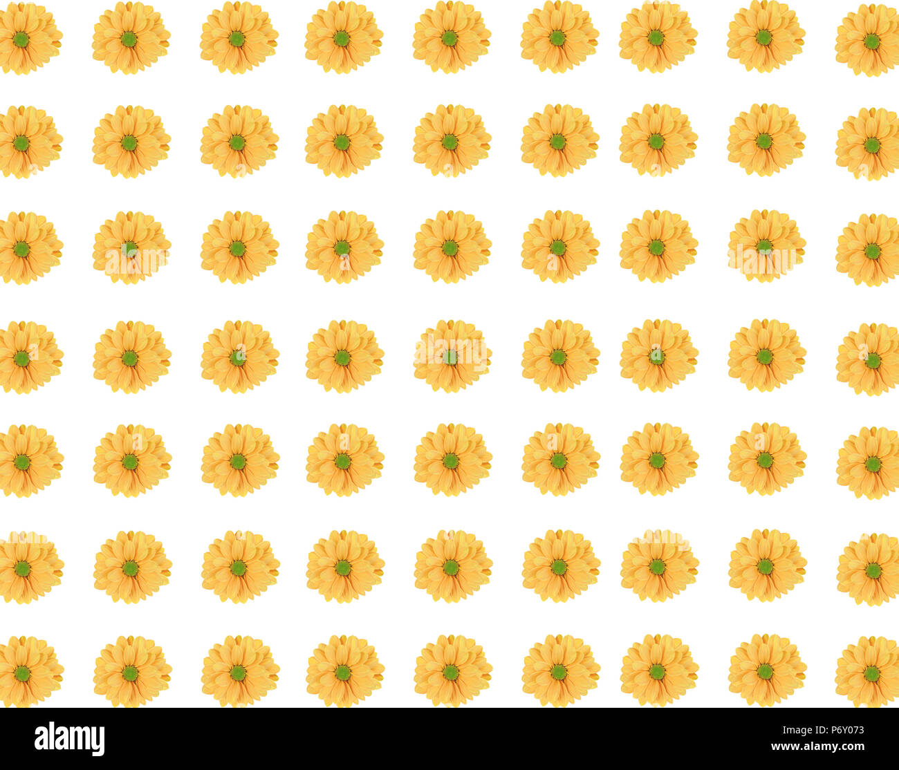 Seamless pattern of fresh yellow daisy flower on white background Stock ...