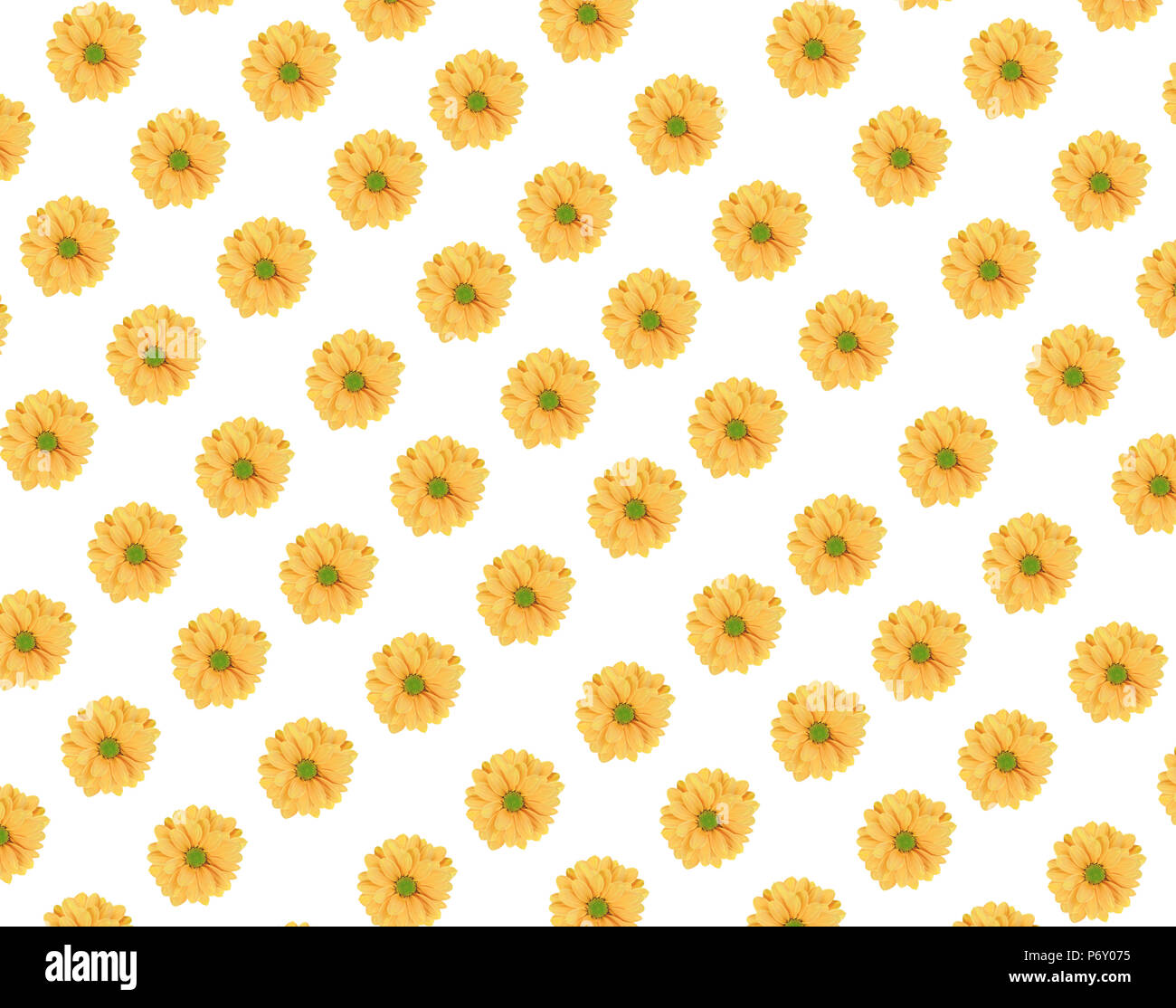 Seamless pattern of fresh yellow daisy flower on white background Stock ...