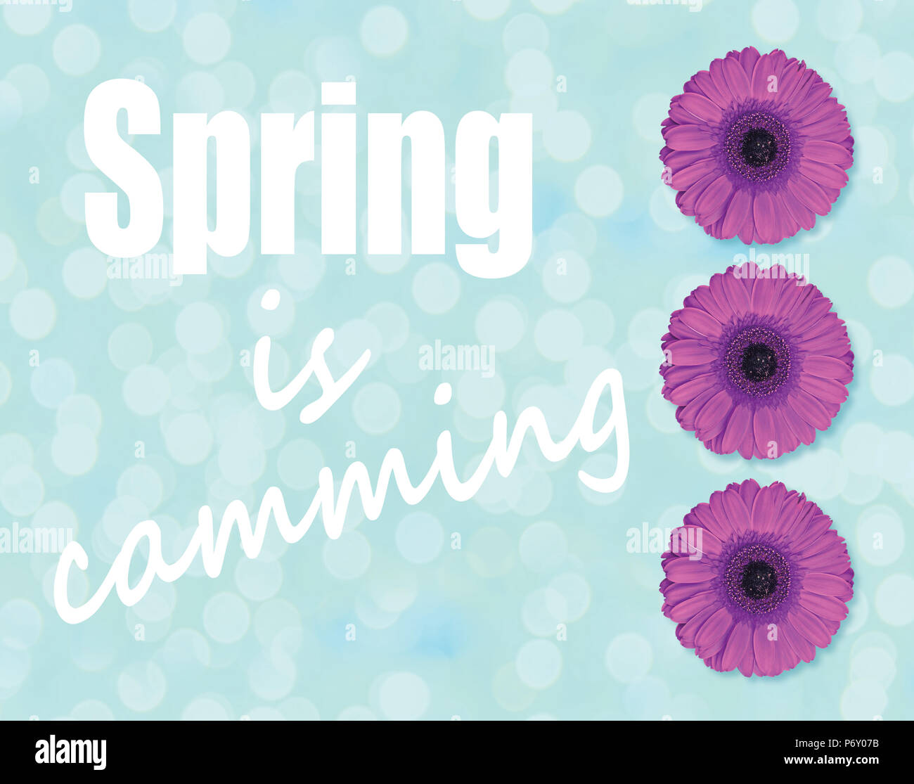 Spring is comming and purple Gerbera flower blossom on light blue ...