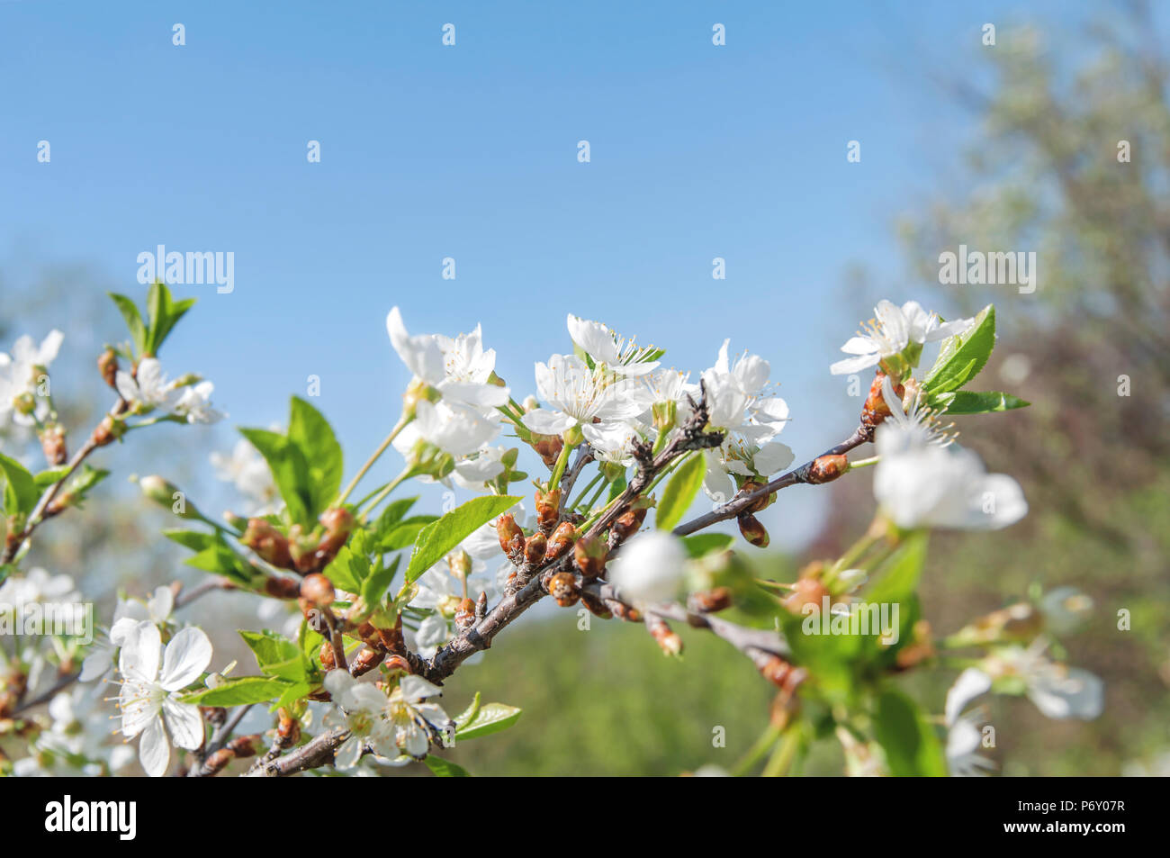 White Apple beautiful flowering apple tree blooming Stock Photo - Alamy