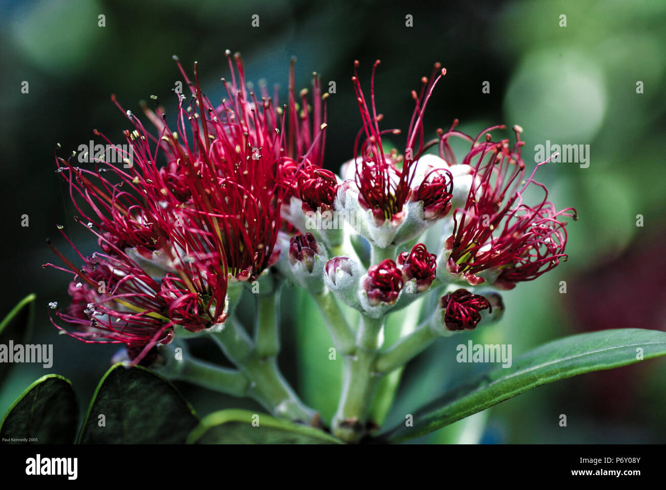 Red flowering of metrosideros excelsa hi-res stock photography and ...