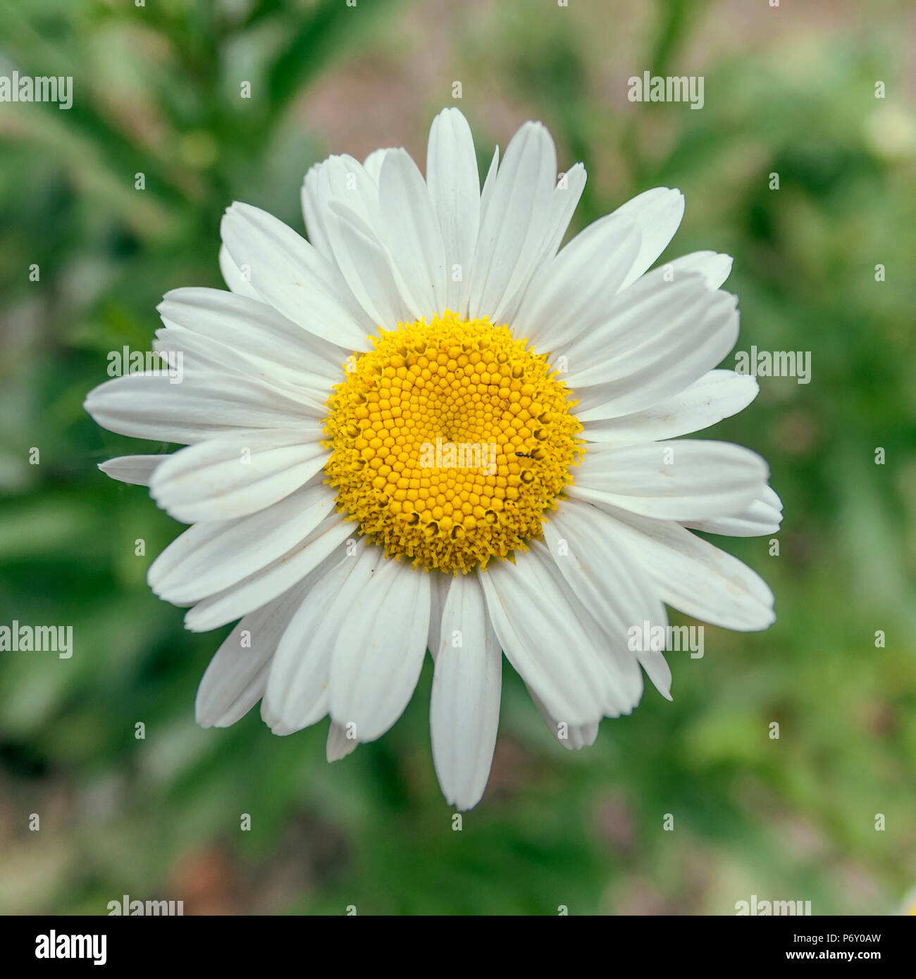 One daisy flower on field Stock Photo - Alamy