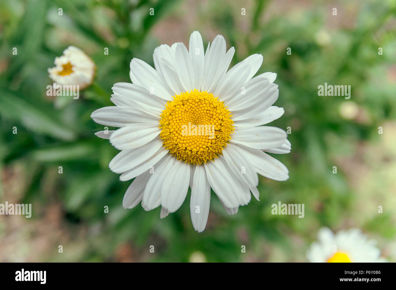 One daisy flower on field Stock Photo - Alamy