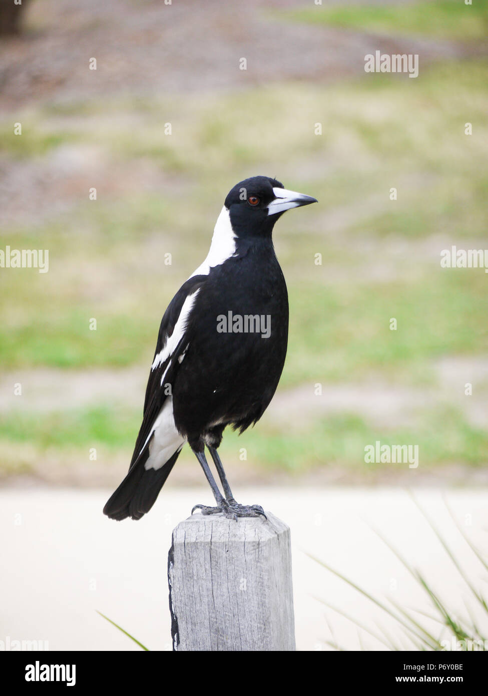 Australian native magpie hi-res stock photography and images - Alamy